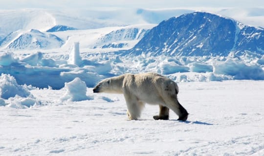 Fat Bike the High Arctic - 11 days • Arcturus Expeditions